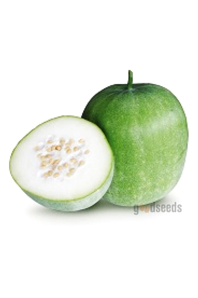 Ash Gourd – goodseeds